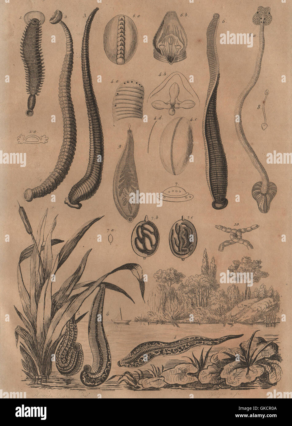 Annelids