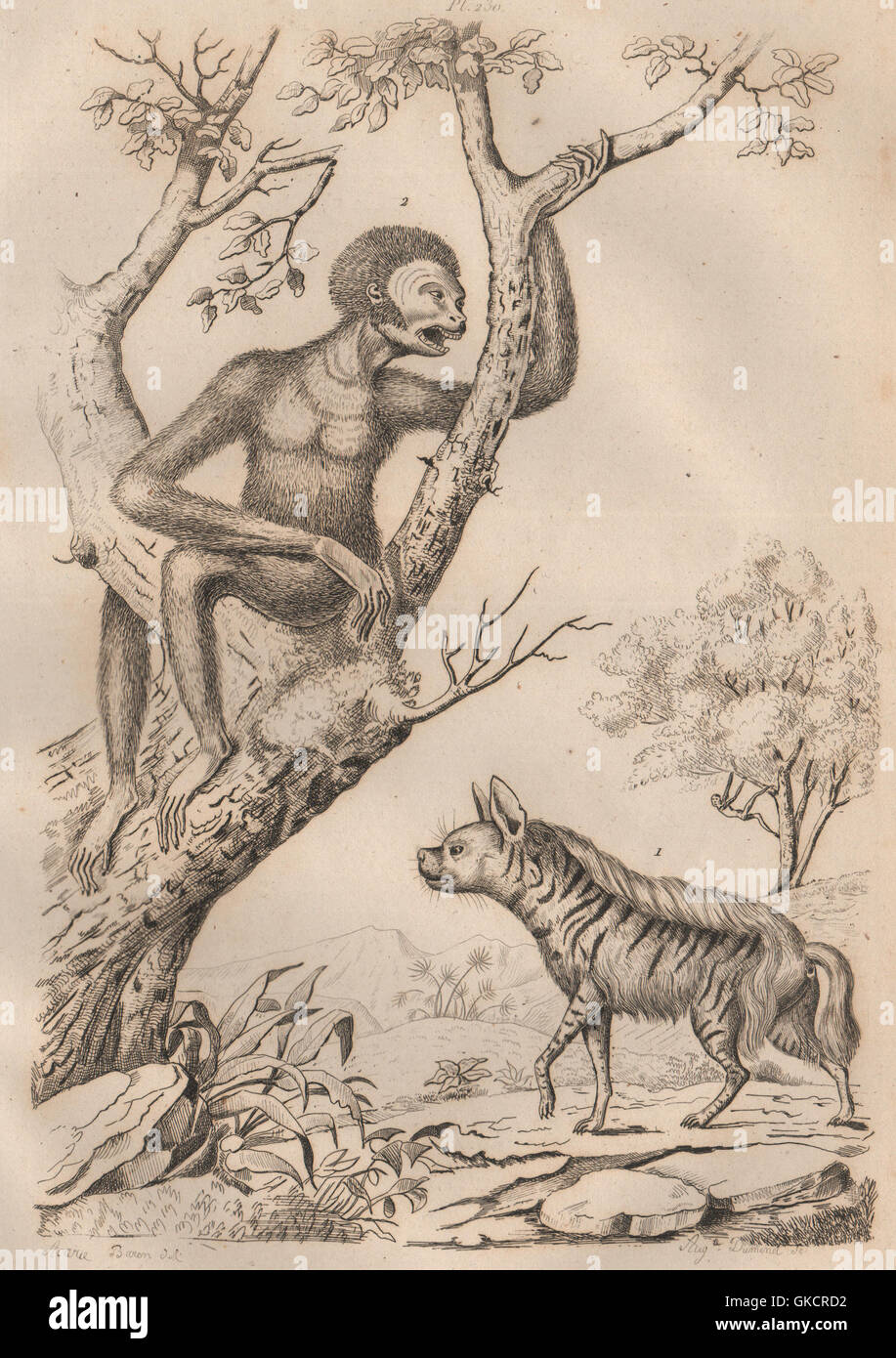 MAMMALS: Hyène rayée (striped Hyena). Hylobate Siamang gibbon, old ...