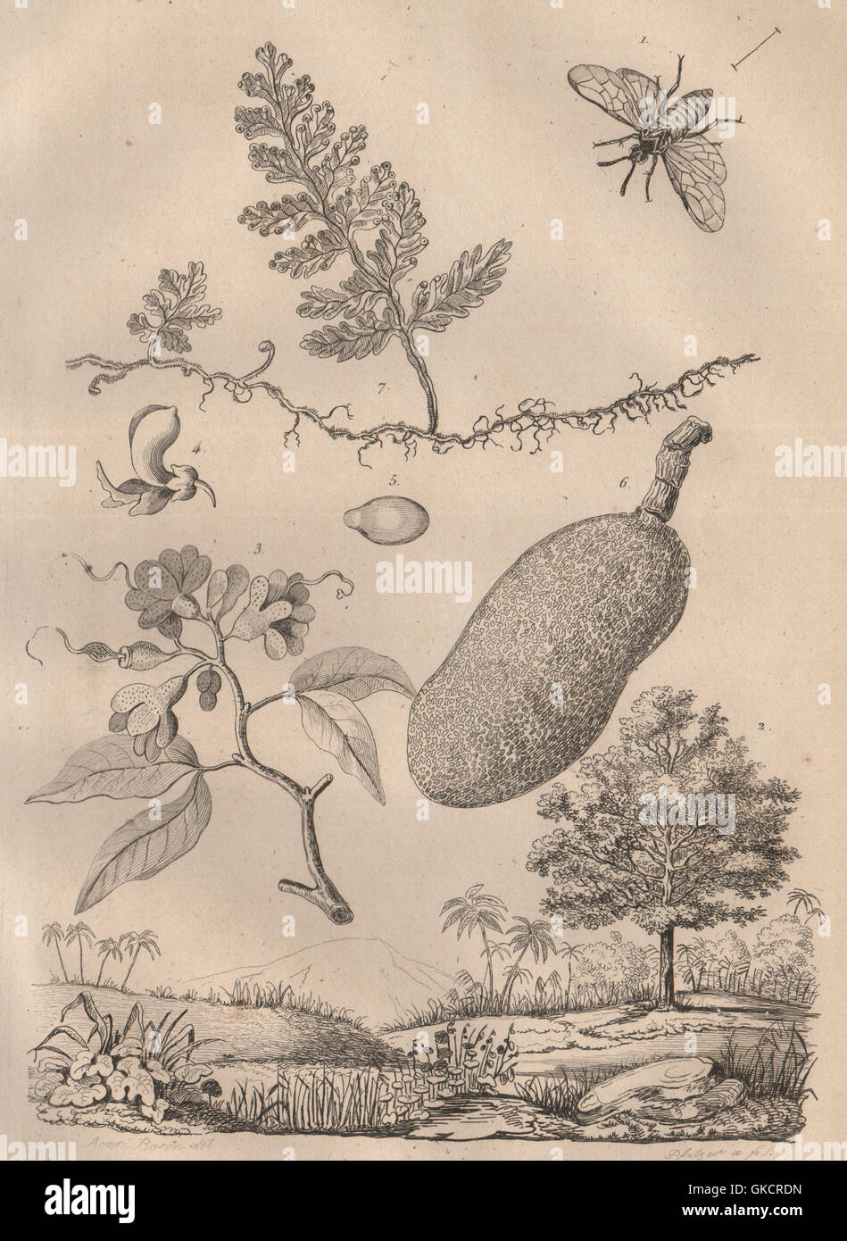 Arge ochropus (rose sawfly). Hymenaea courbaril. Hymenophyllum (filmy ...