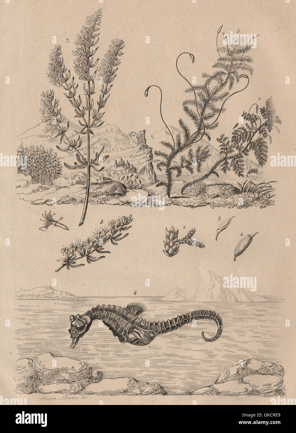 Hypnes. Hyppocampe (Sea Horse). Hyssopus officinalis (Hyssop), old ...