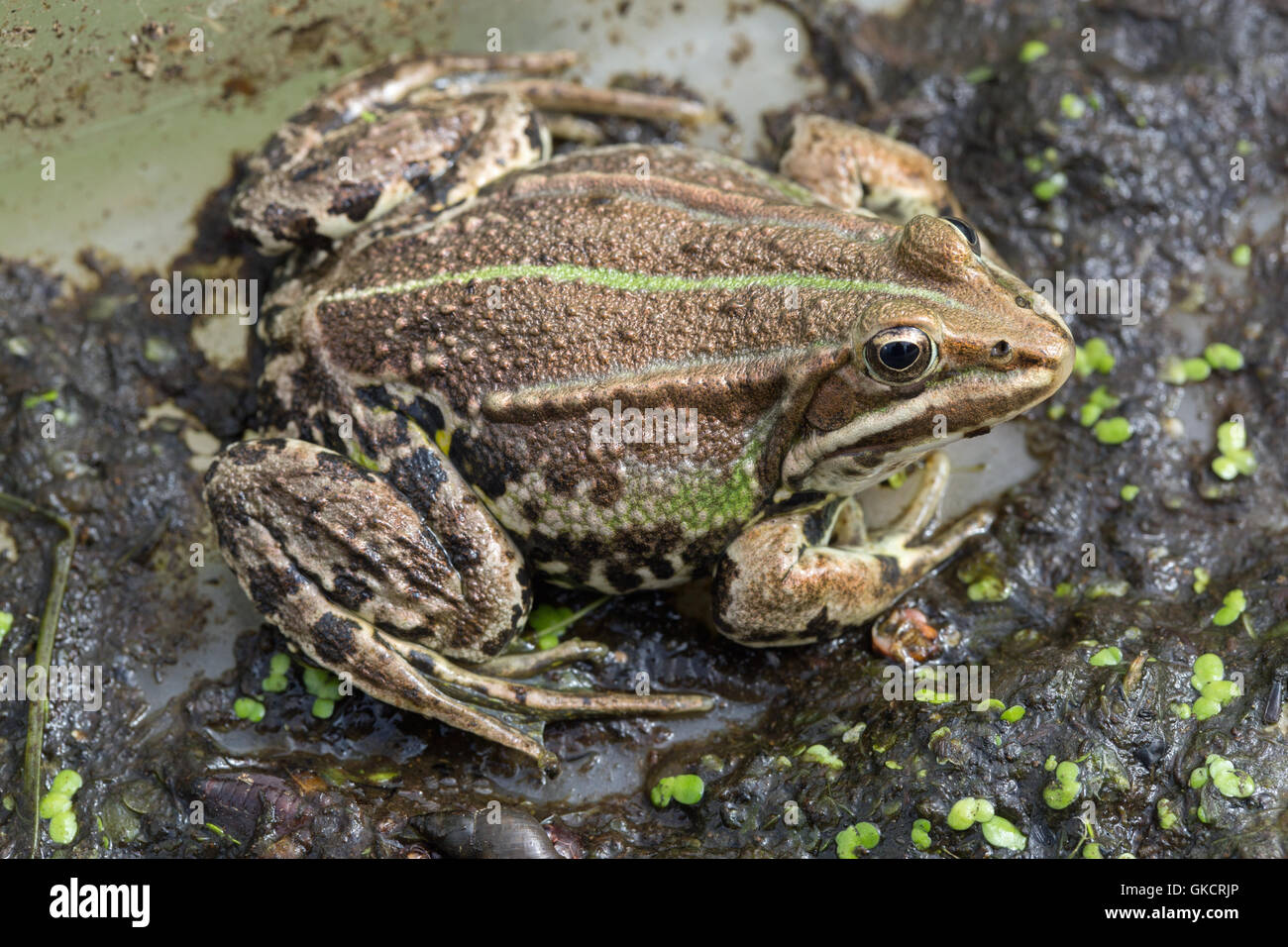Pool Frog (Pelophylax lessonae). Male Stock Photo - Alamy
