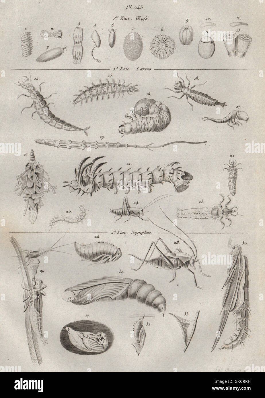 INSECTS: Insectes. 3 life stages. Eggs. Larvae., antique print 1834 ...