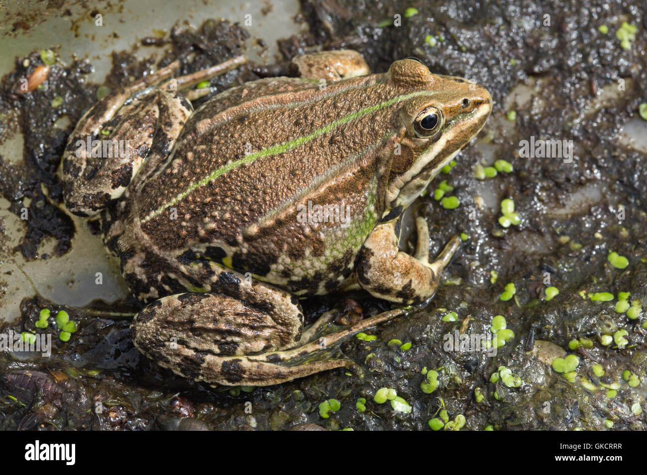 Pool Frog (Pelophylax lessonae). Adult male Stock Photo - Alamy