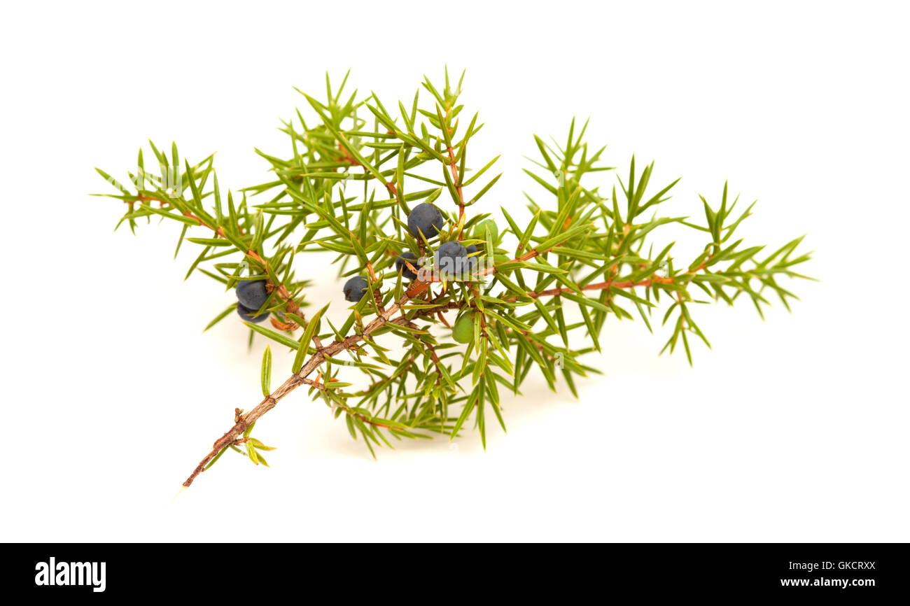 common juniper twig with ripe and unripe berries isolated on white ...