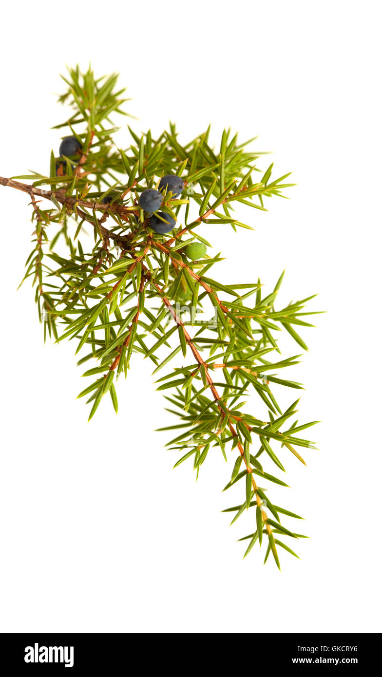 common juniper twig with ripe and unripe berries isolated on white ...