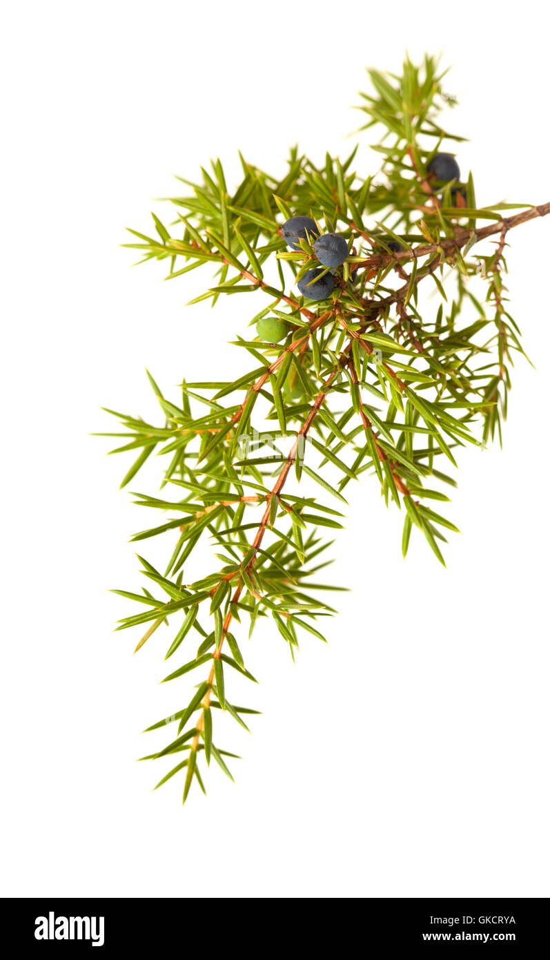 Common juniper juniperus communis Cut Out Stock Images & Pictures - Alamy