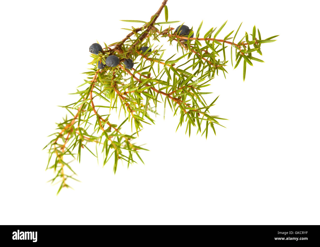 Cones and leaves of juniperus communis hi-res stock photography and ...