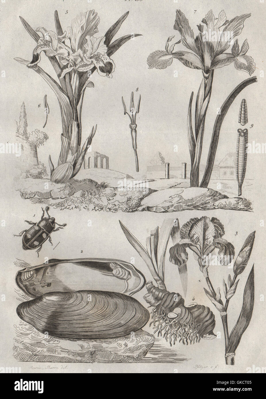 Ips beetle. Iridina mollusc. Iris flower, antique print 1834 Stock ...