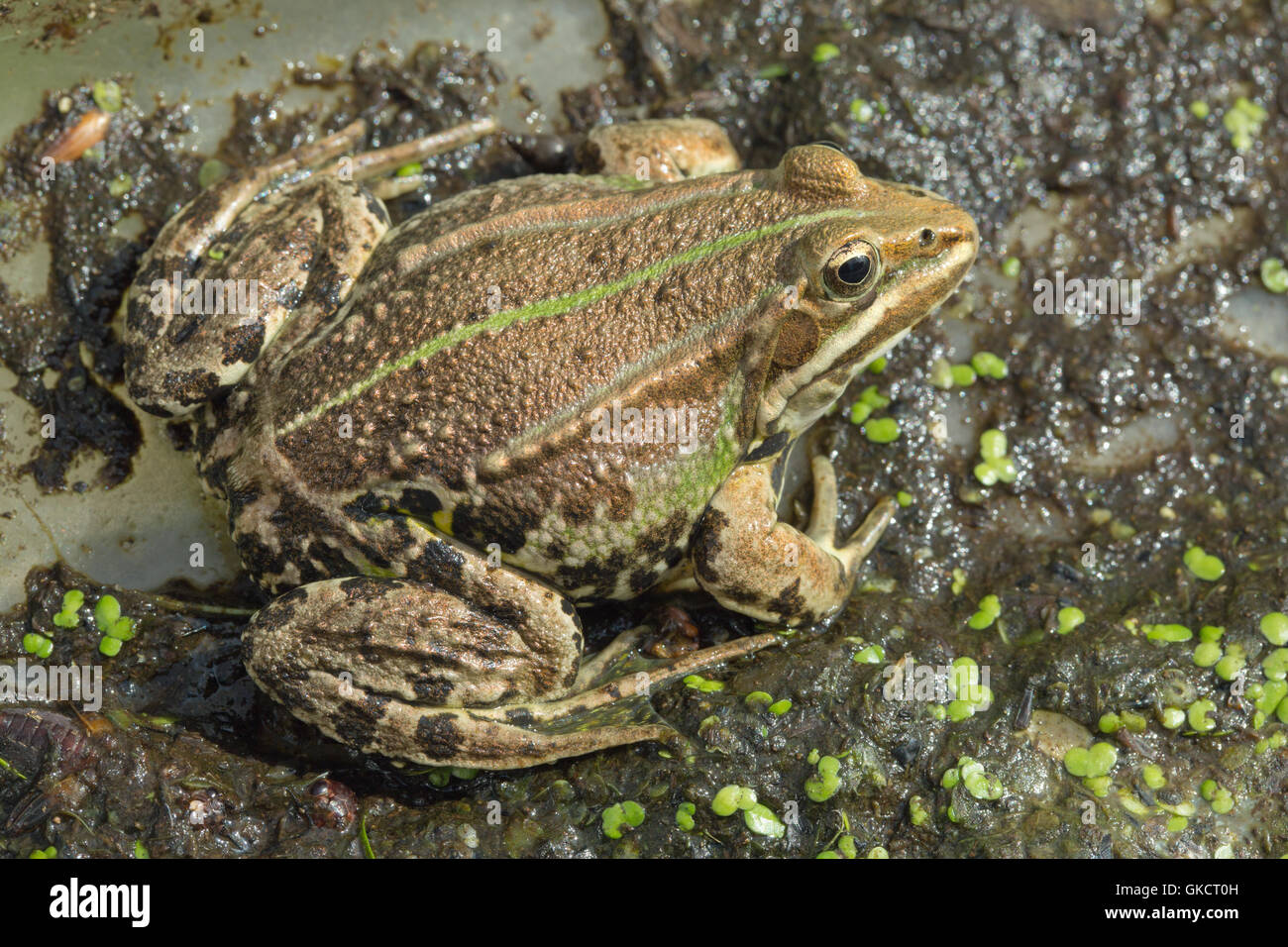 Pelophylax lessonae norfolk hi-res stock photography and images - Alamy