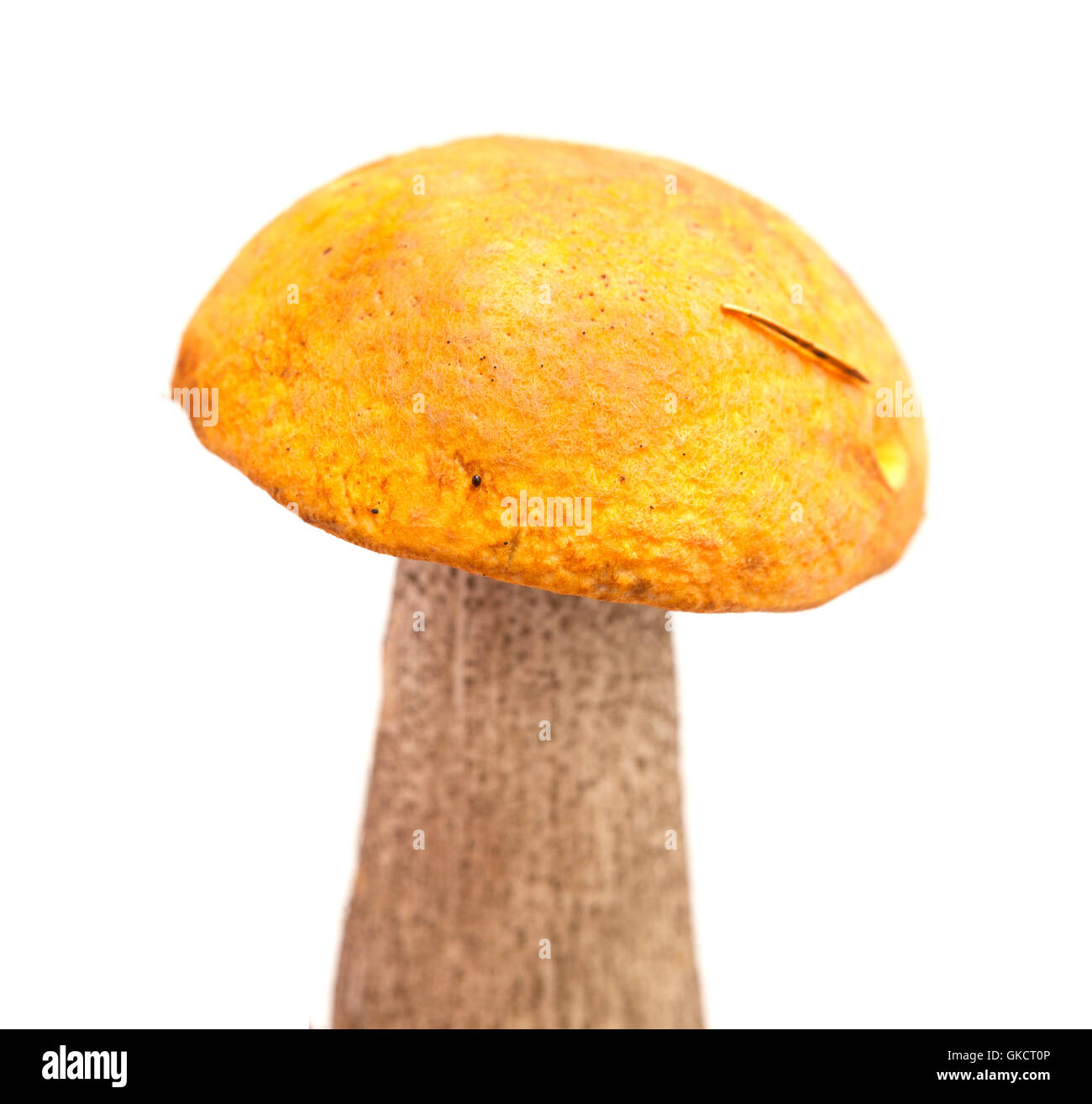 Leccinum aurantiacum, red-capped scaber stalk edible mushroom isolated ...