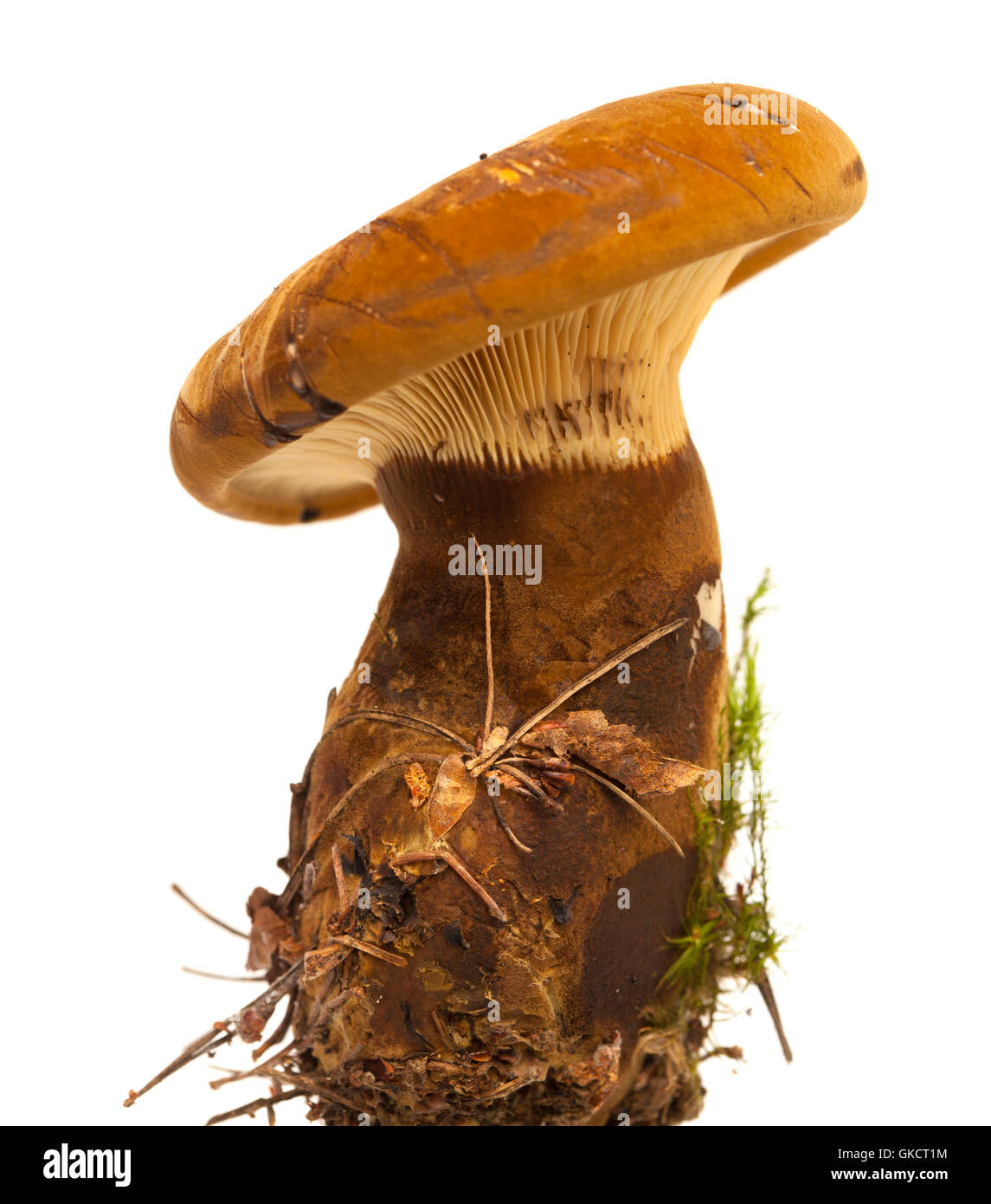 Tapinella atrotomentosa or velvet roll-rim fungus isolated on white ...