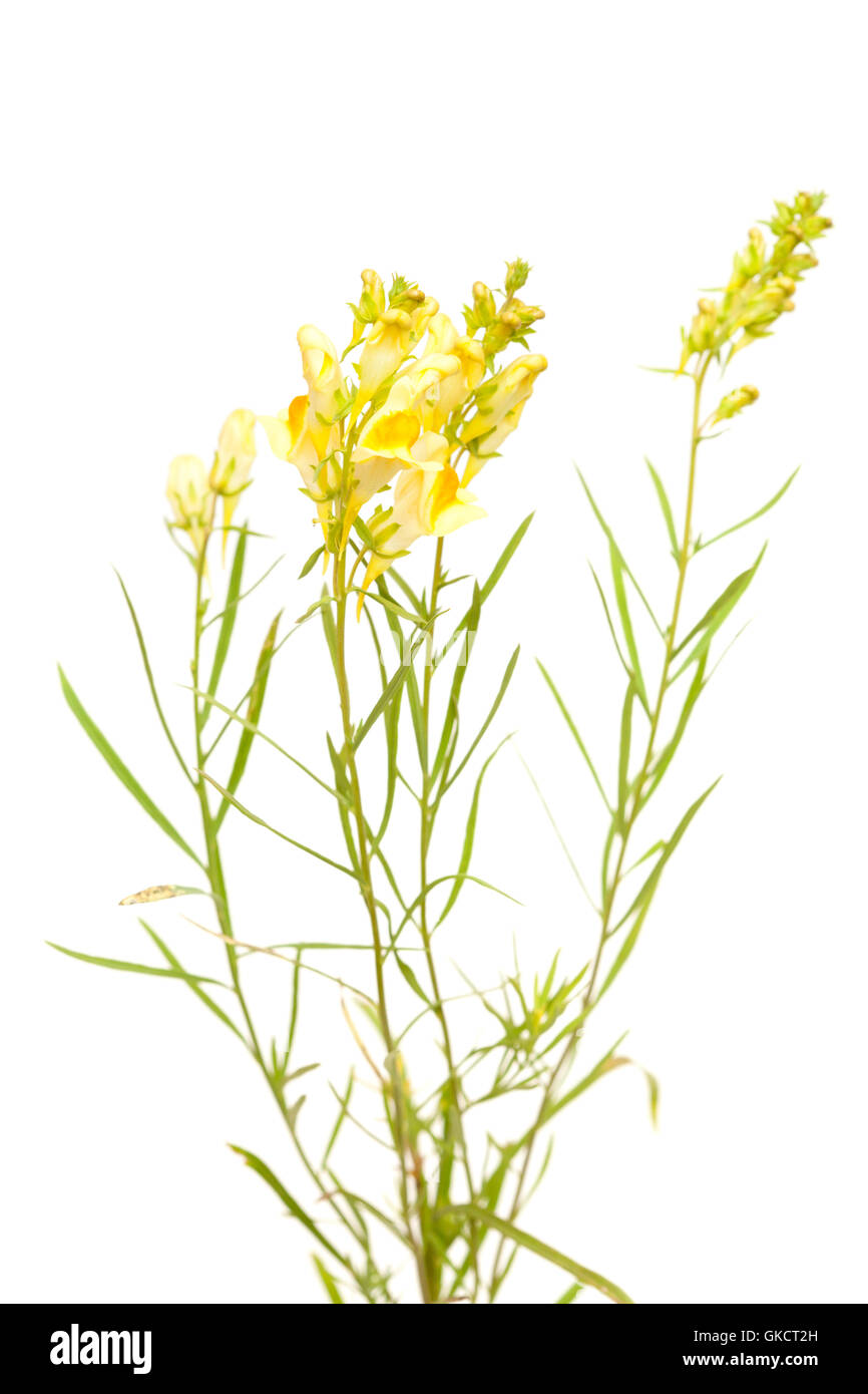 Linaria vulgaris ,common toadflax isolated on white background Stock ...