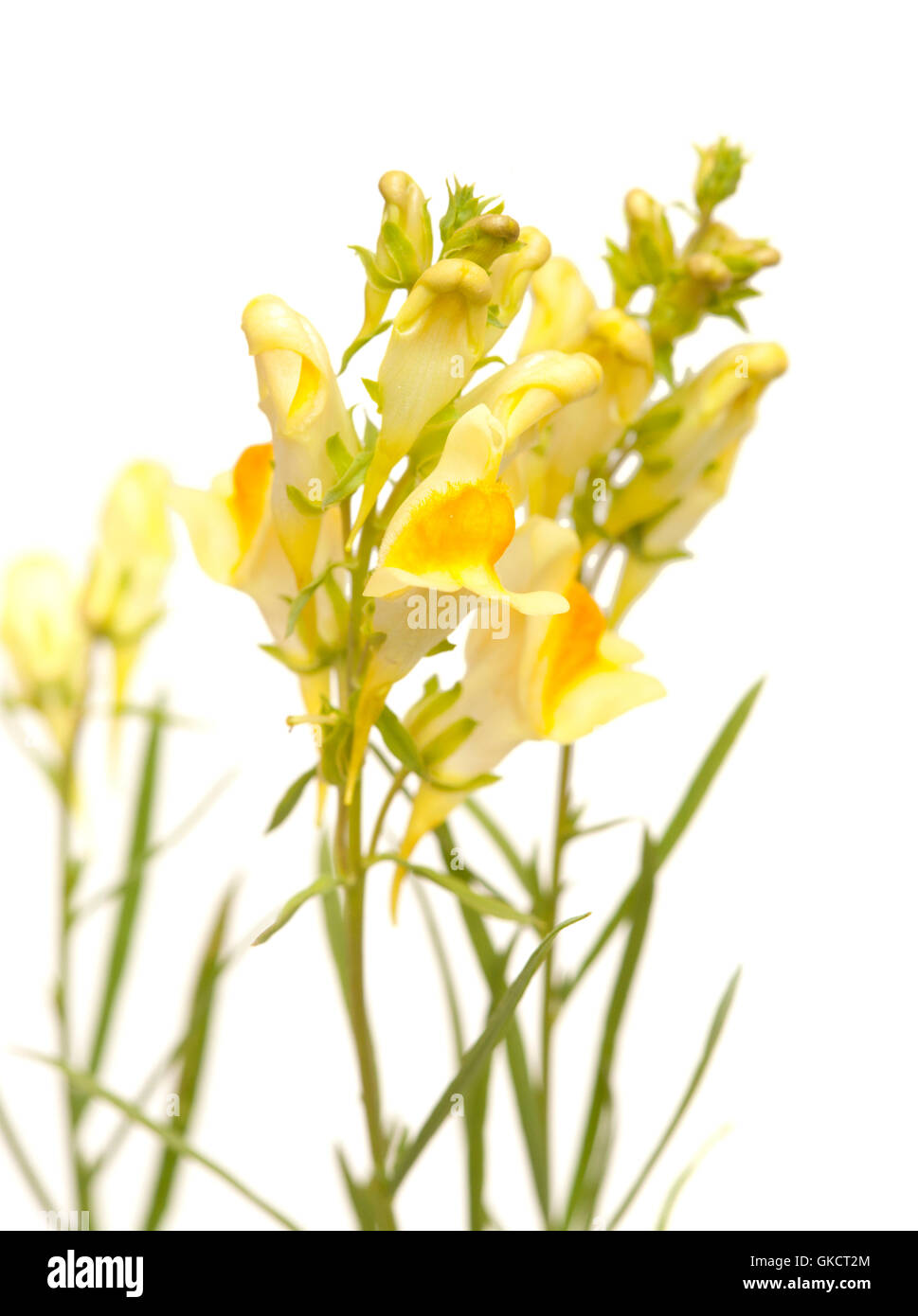 Linaria vulgaris ,common toadflax isolated on white background Stock ...