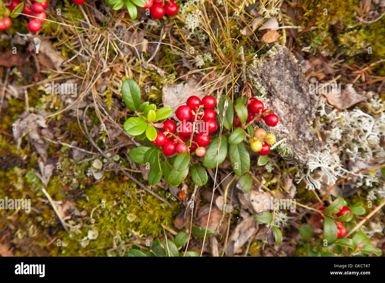 lingonberry ripening in the moss natural foraging background Stock ...