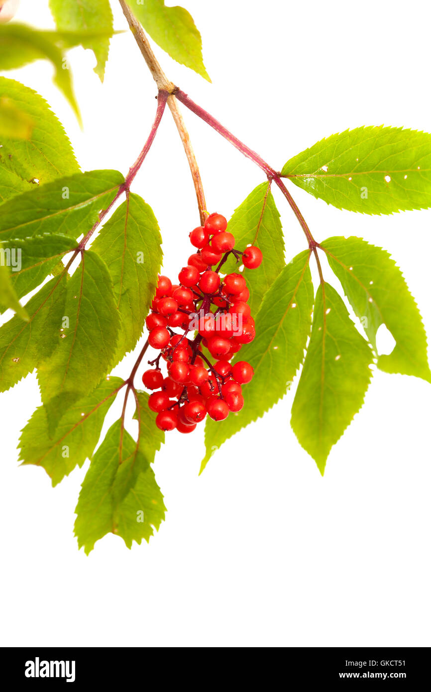 Sambucus racemosa, red elderberry isolated on white Stock Photo - Alamy