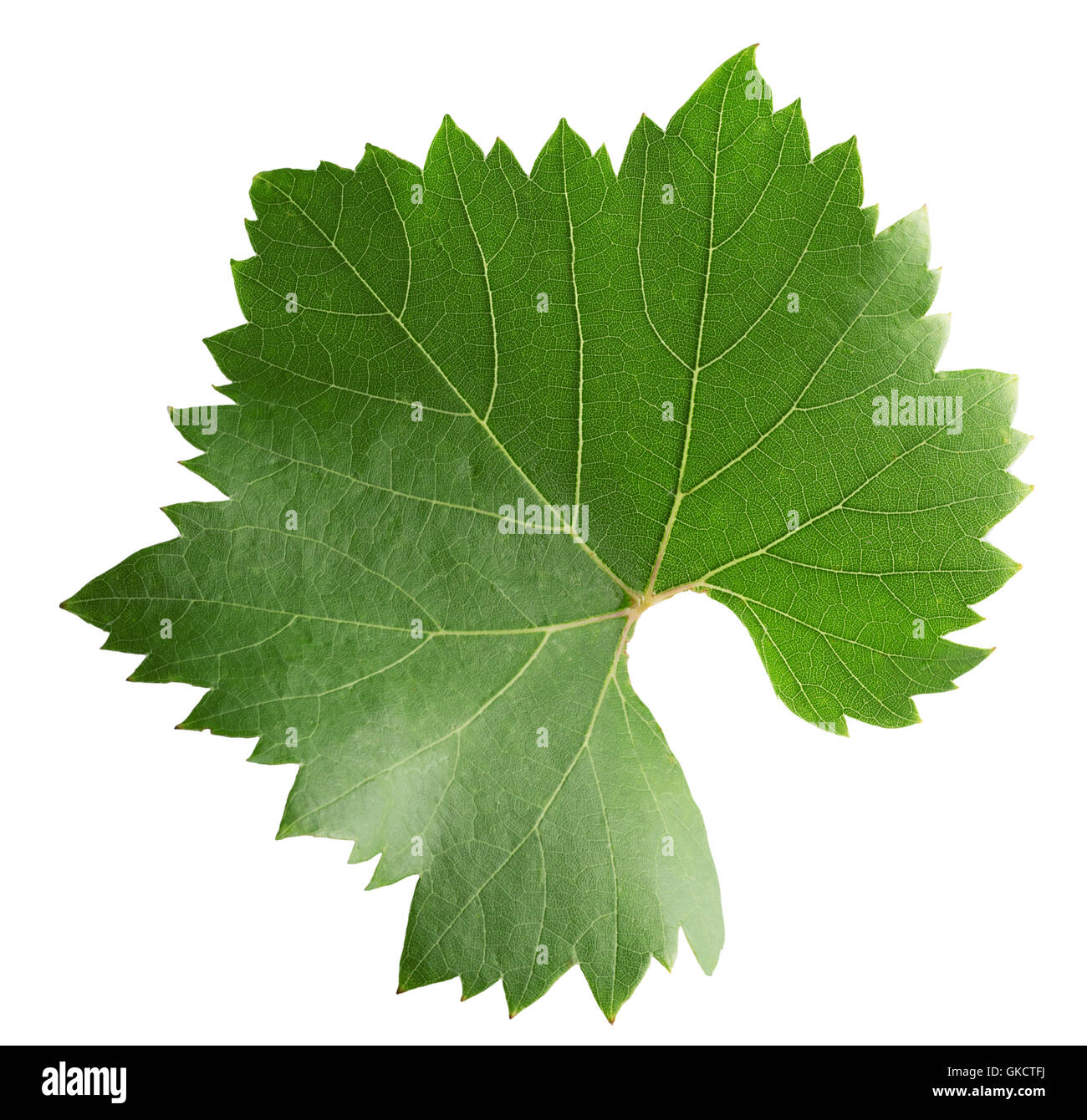 grape leaf isolated on the white background Stock Photo - Alamy
