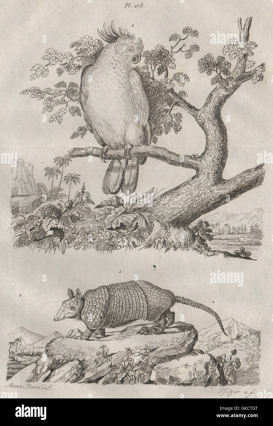 Kabassou (Cabassous armadillo). Kakatoes (Cockatoo). Yellow/Suplhur ...