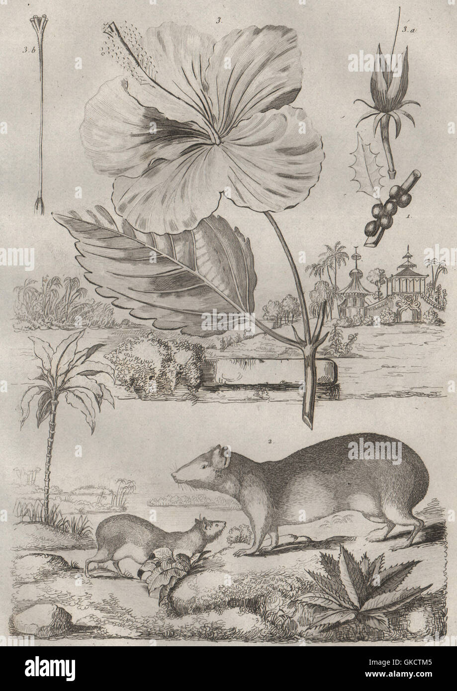 Kermes oak. Kerodon rodent. Ketmie (Hibiscus), antique print 1834 Stock ...