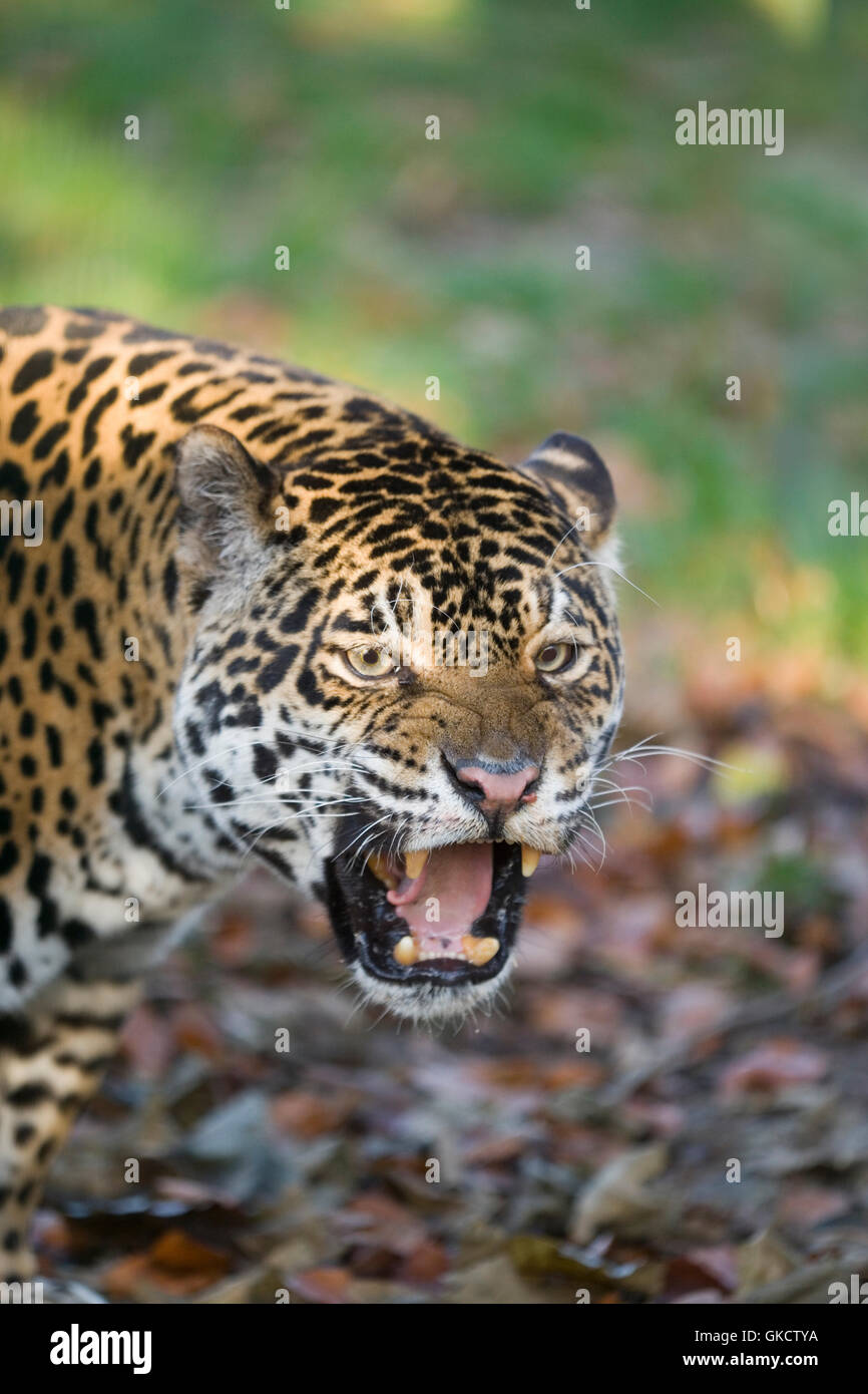 Jaguar (Panthera onca). Head portrait of a male Stock Photo - Alamy