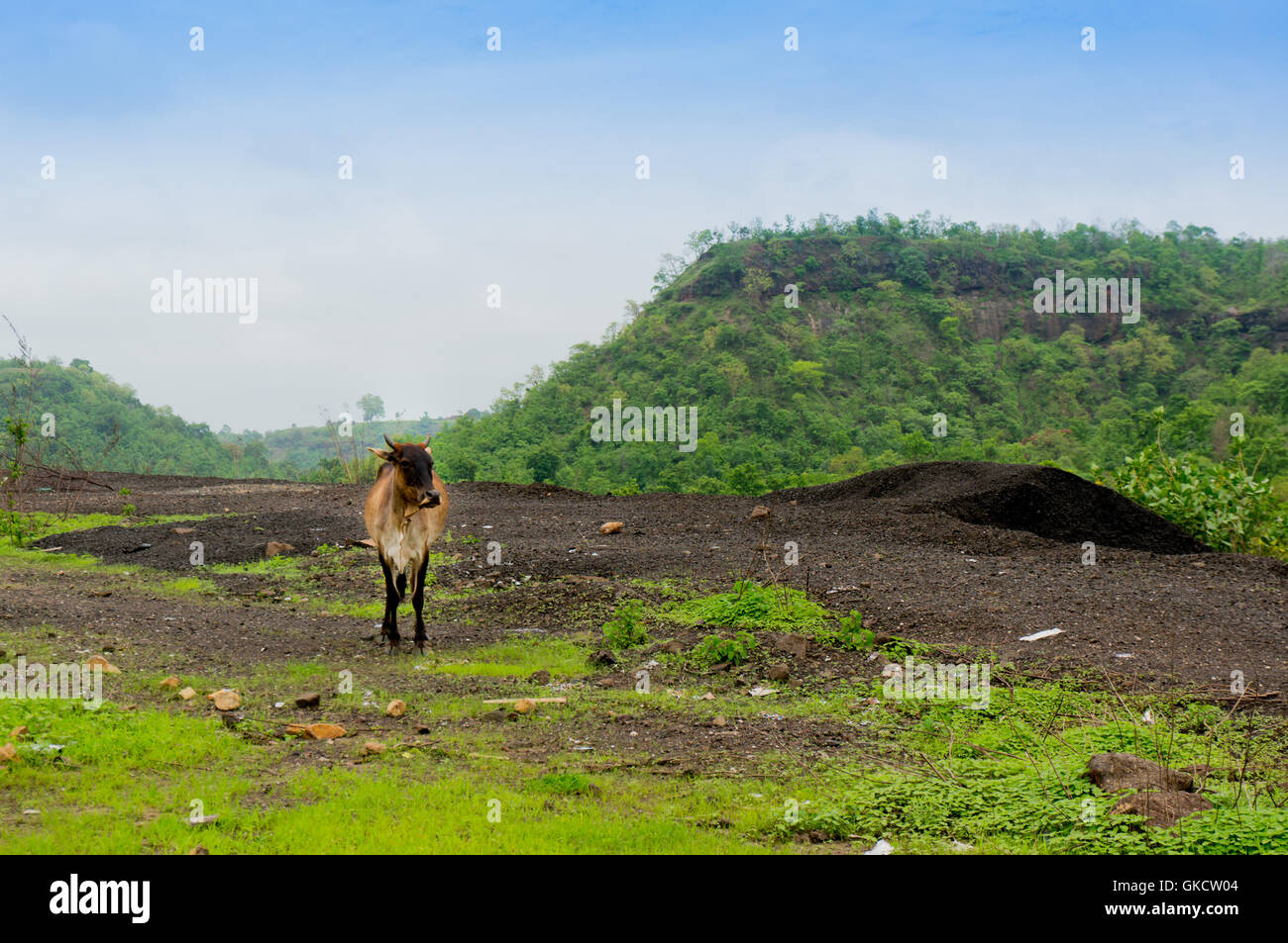 Cow roaming around in the middle of mountains Stock Photo - Alamy