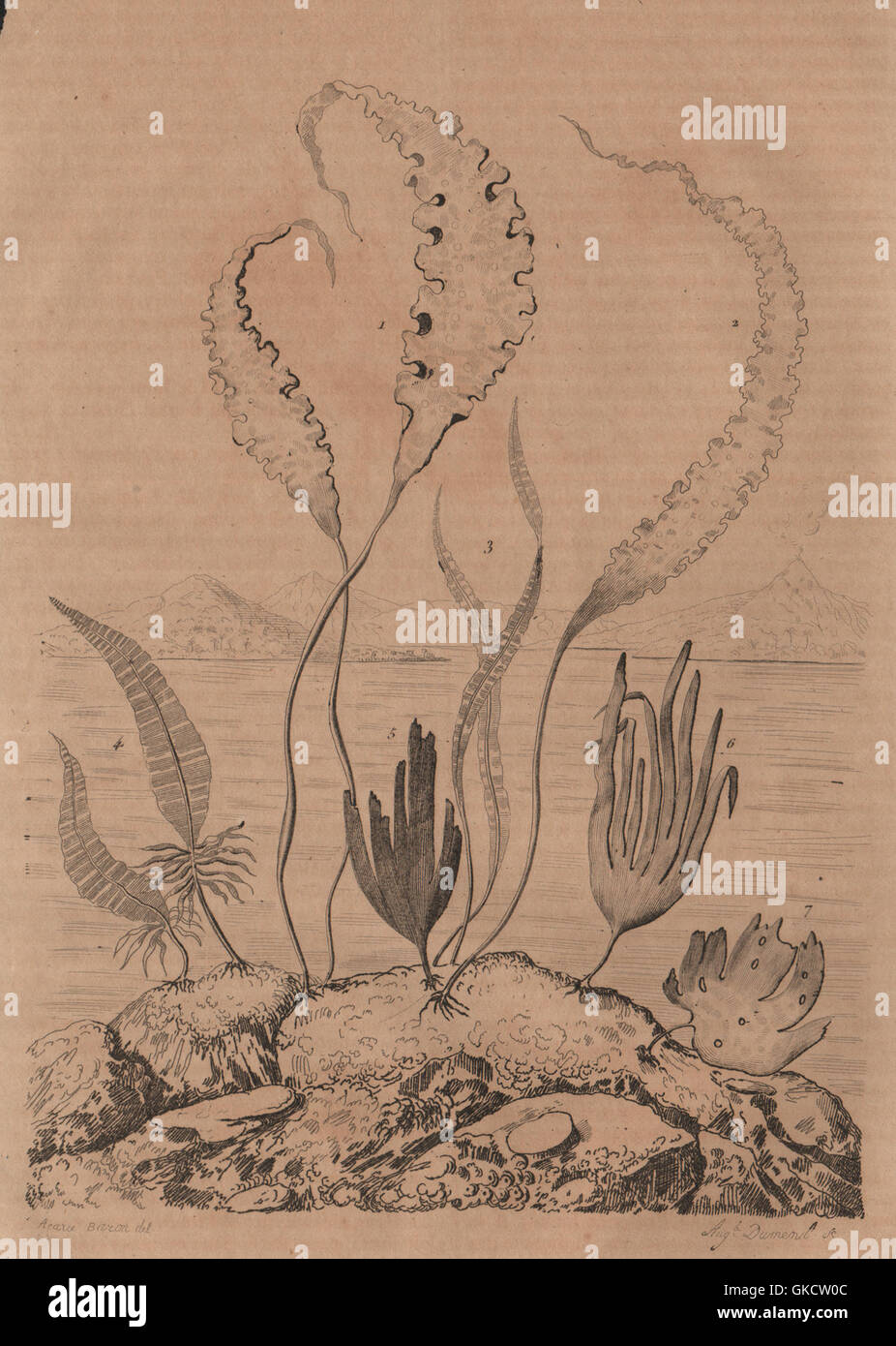 KELP: Laminaires (Laminaria, Kelp), antique print 1834 Stock Photo - Alamy