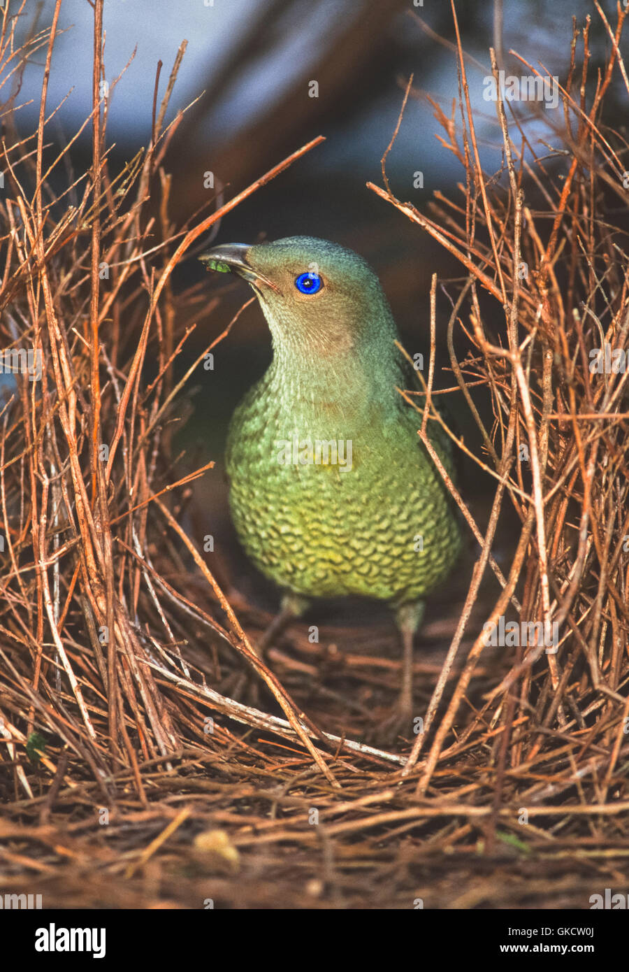 Male satin bower bird hi-res stock photography and images - Alamy