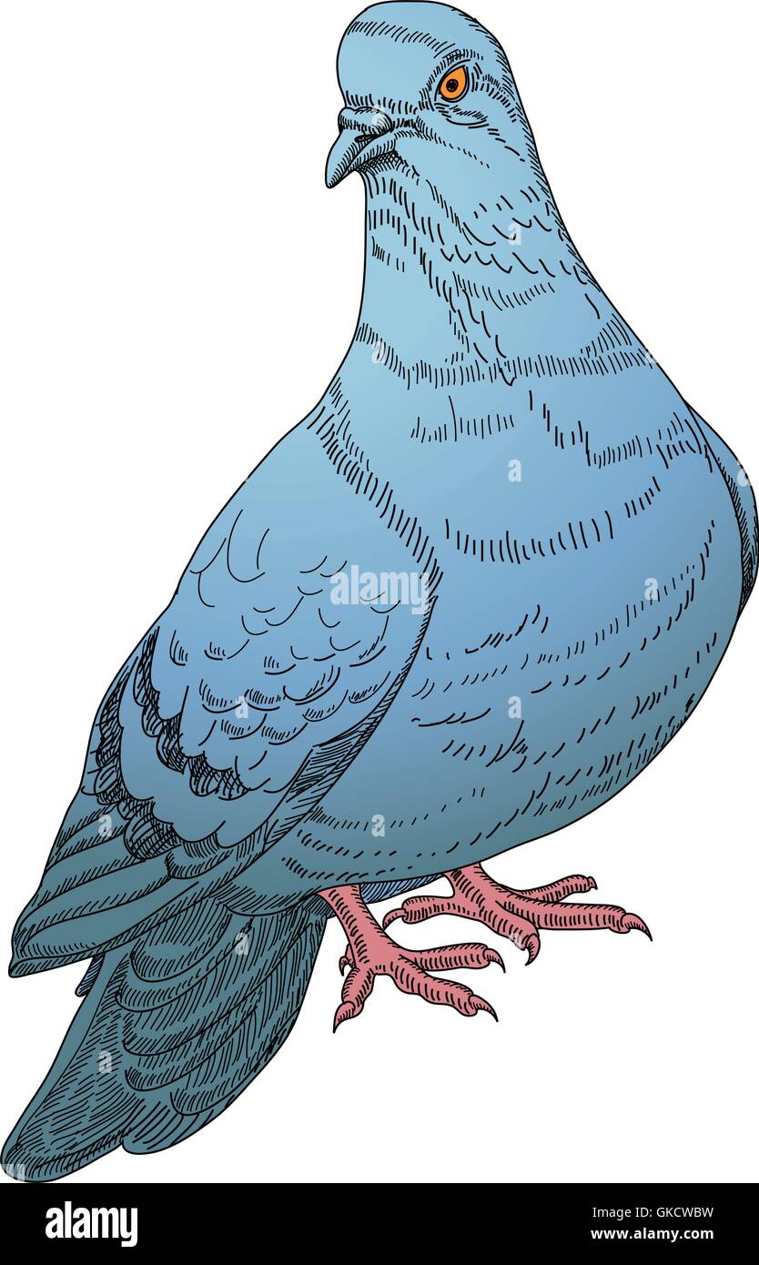 Art pigeon Stock Vector Images - Alamy