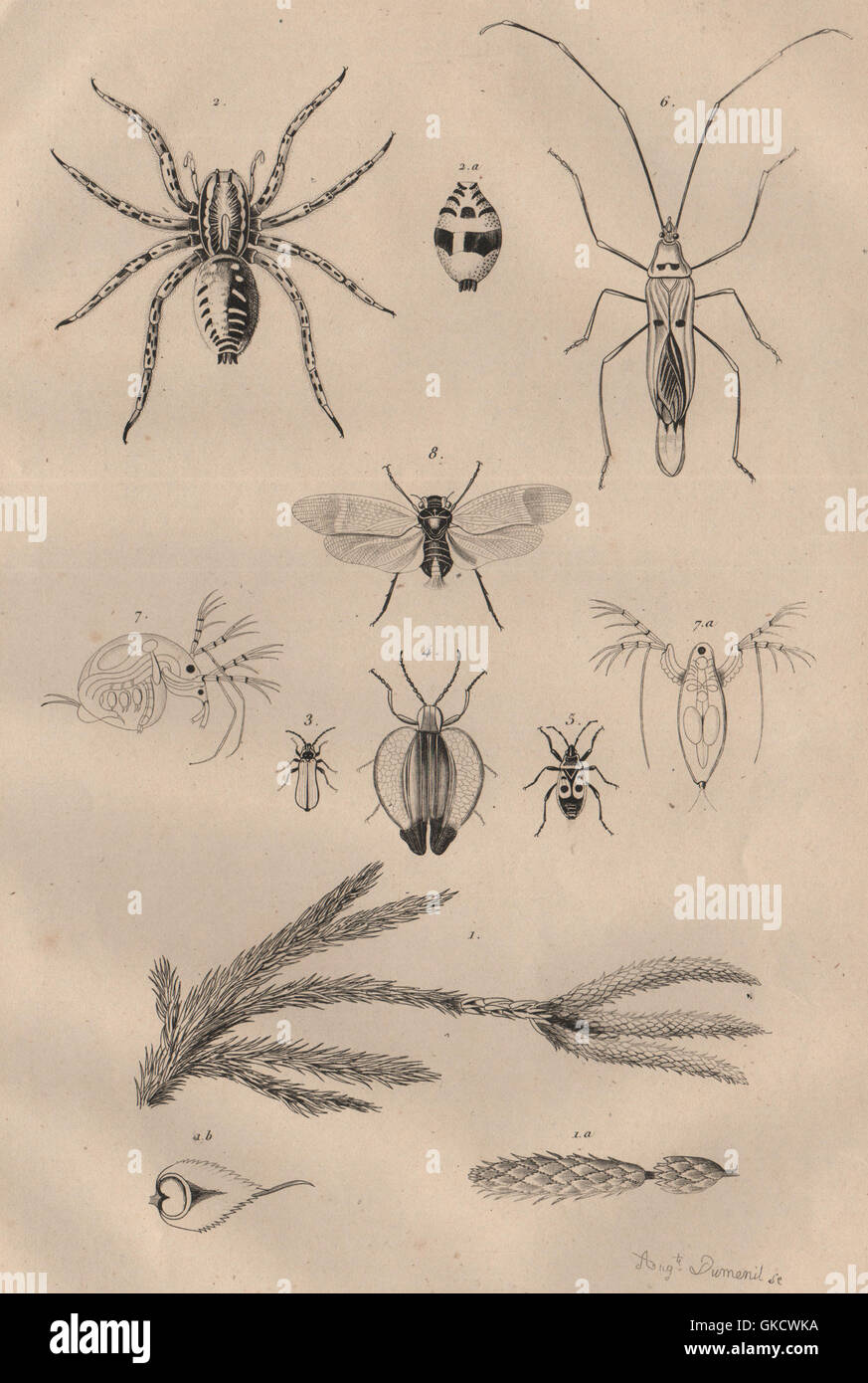 Ground pine.Wolf spider.Lycus beetle.Lygaeidae.Lynceus.Lystra ...