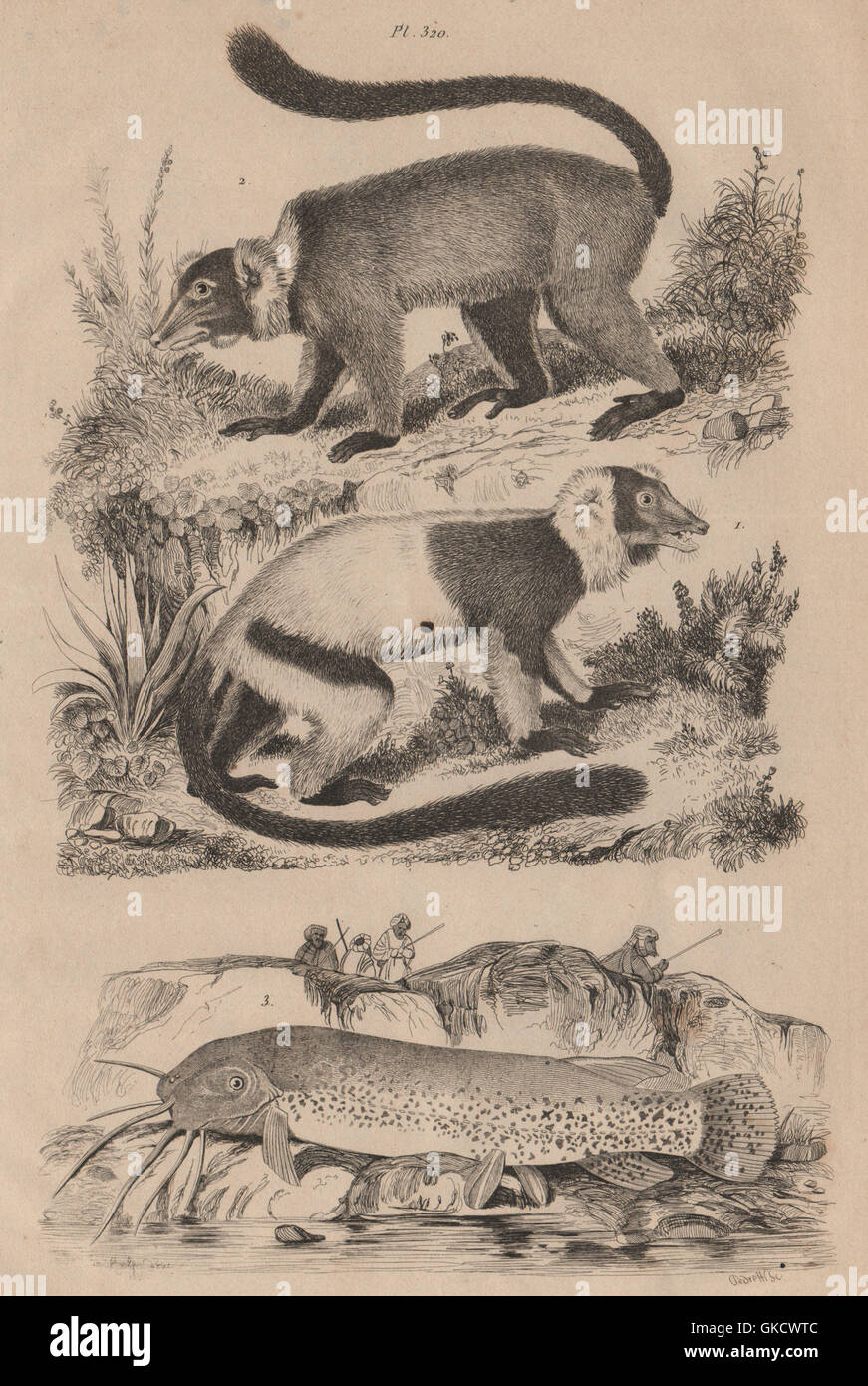 ANIMALS: Maki (Lemur). Malapterurus electricus (Electric Catfish ...