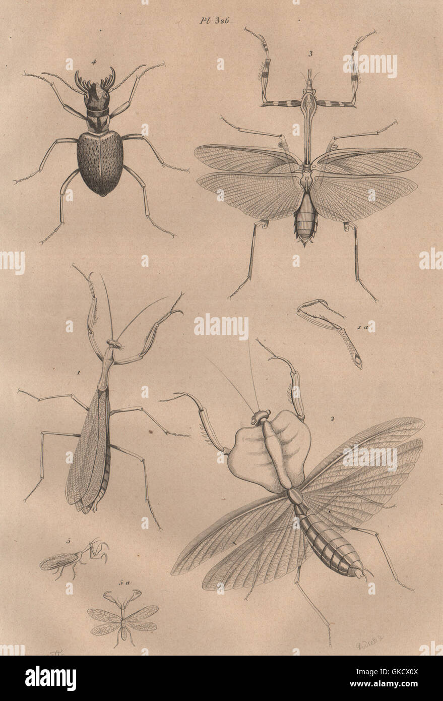 Manticore hi-res stock photography and images - Alamy