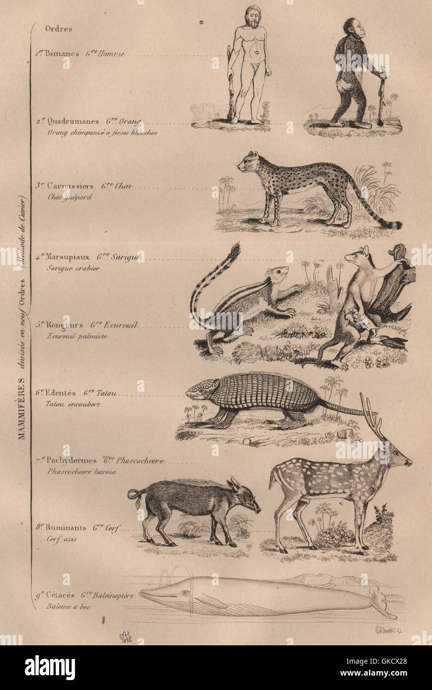 Mammals classification hi-res stock photography and images - Alamy