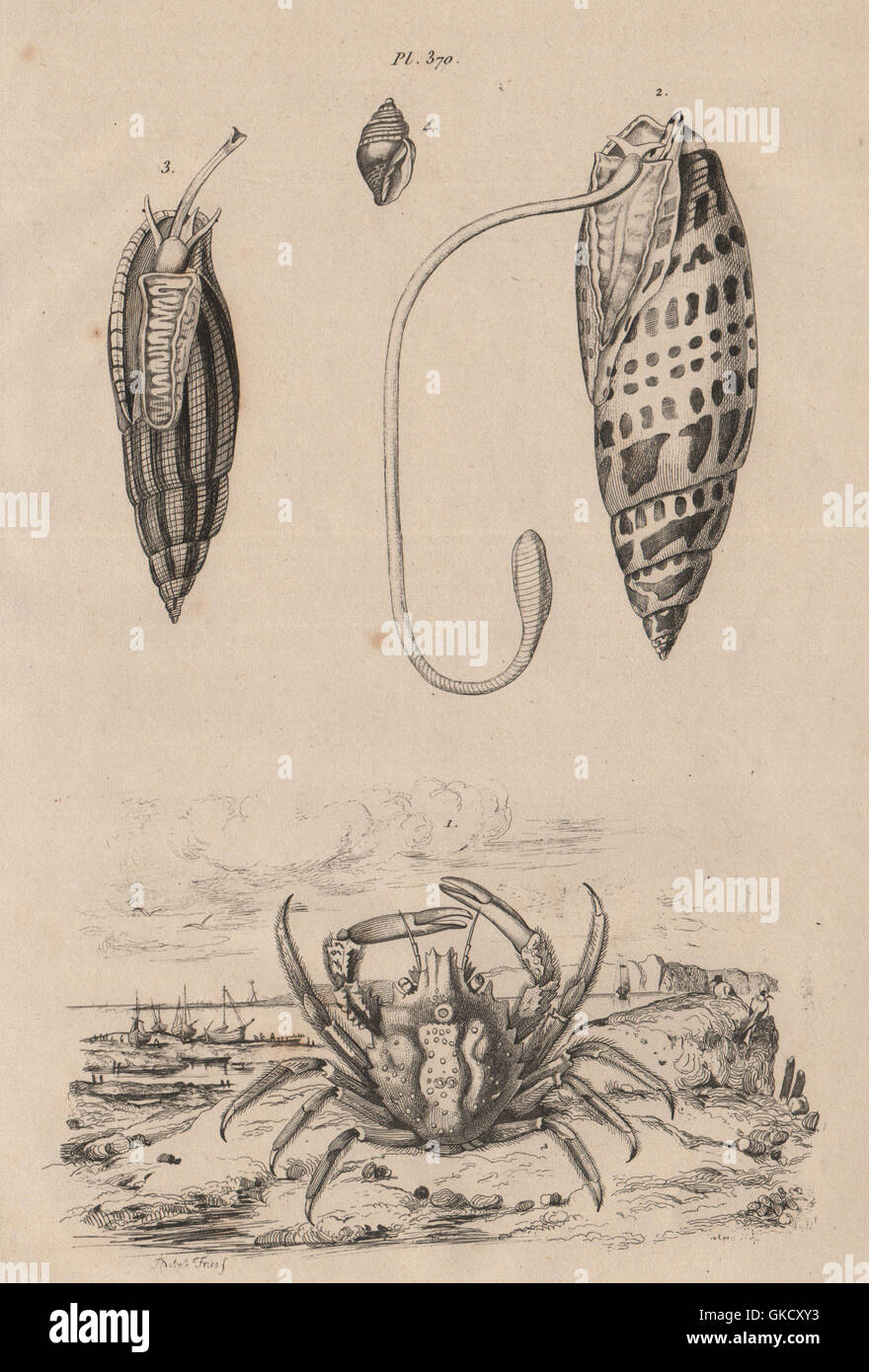 Mithraculus hi-res stock photography and images - Alamy