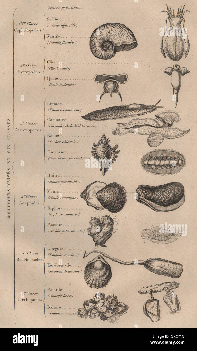 Mollusques hi-res stock photography and images - Alamy