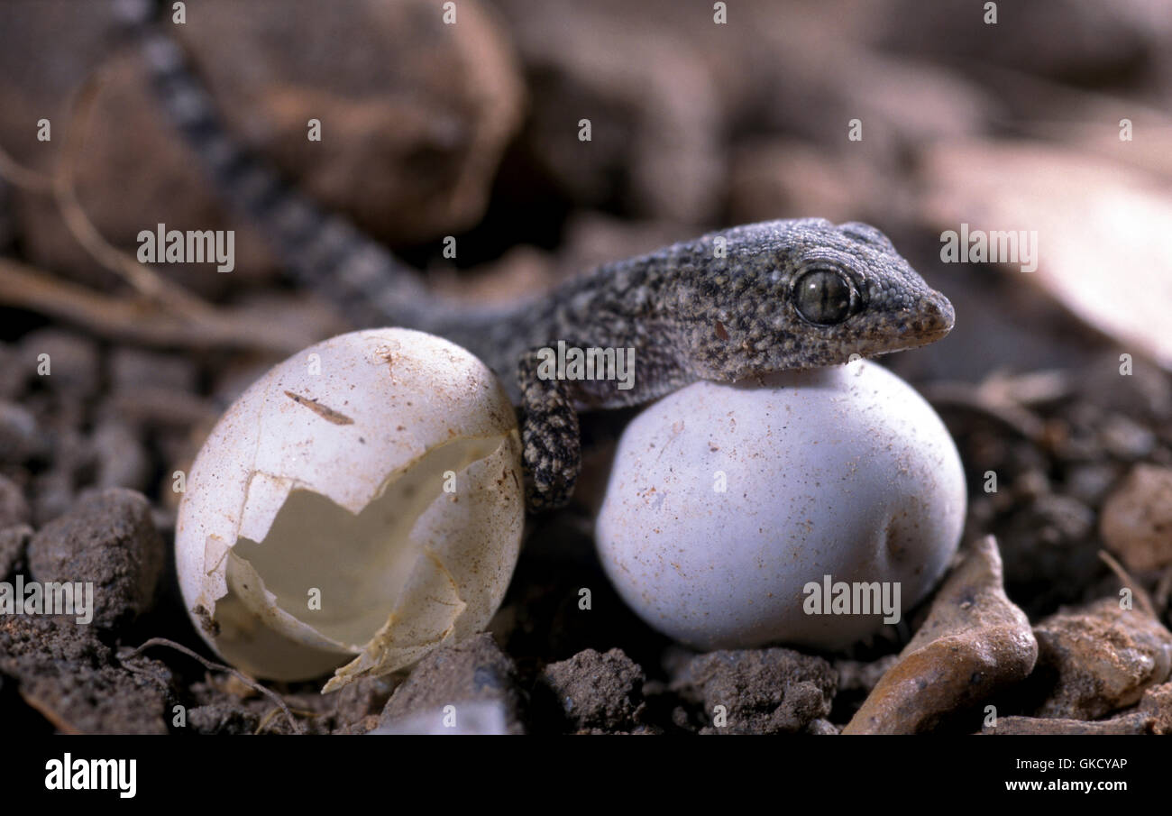 Gecko Egg High Resolution Stock Photography and Images - Alamy