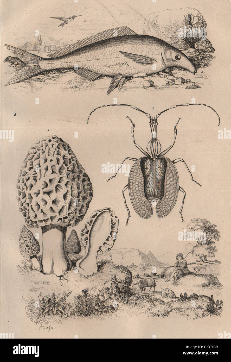 Morille (Morel). Mormolyce (Violin Beetle). Mormyridae (Elephantfish ...