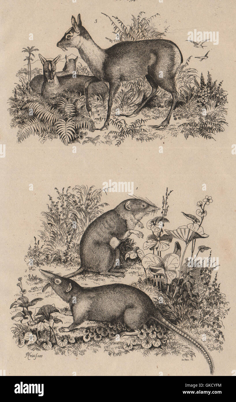 Musaraigne. Greater white-toothed shrew. Grey shrew. Musc (Musk deer ...