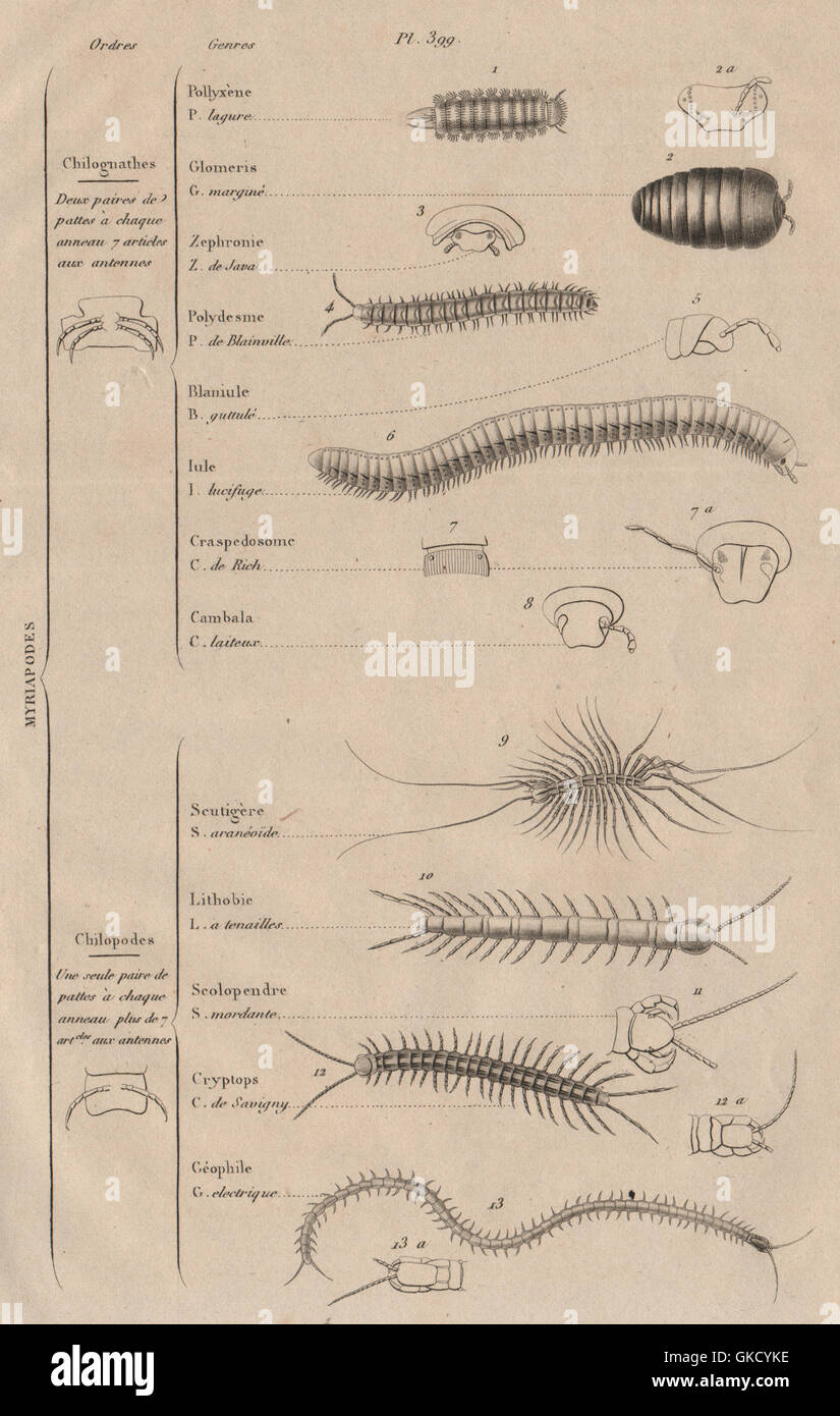 Arthropods Myriapods