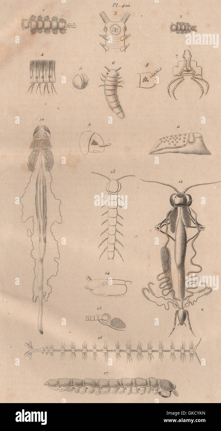 MYRIAPODS ANATOMY: Myriapoda. Arthropods, antique print 1834 Stock ...
