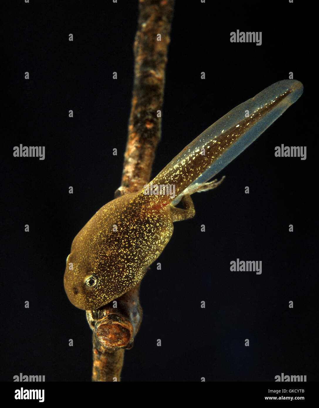 Spit Poison High Resolution Stock Photography and Images - Alamy