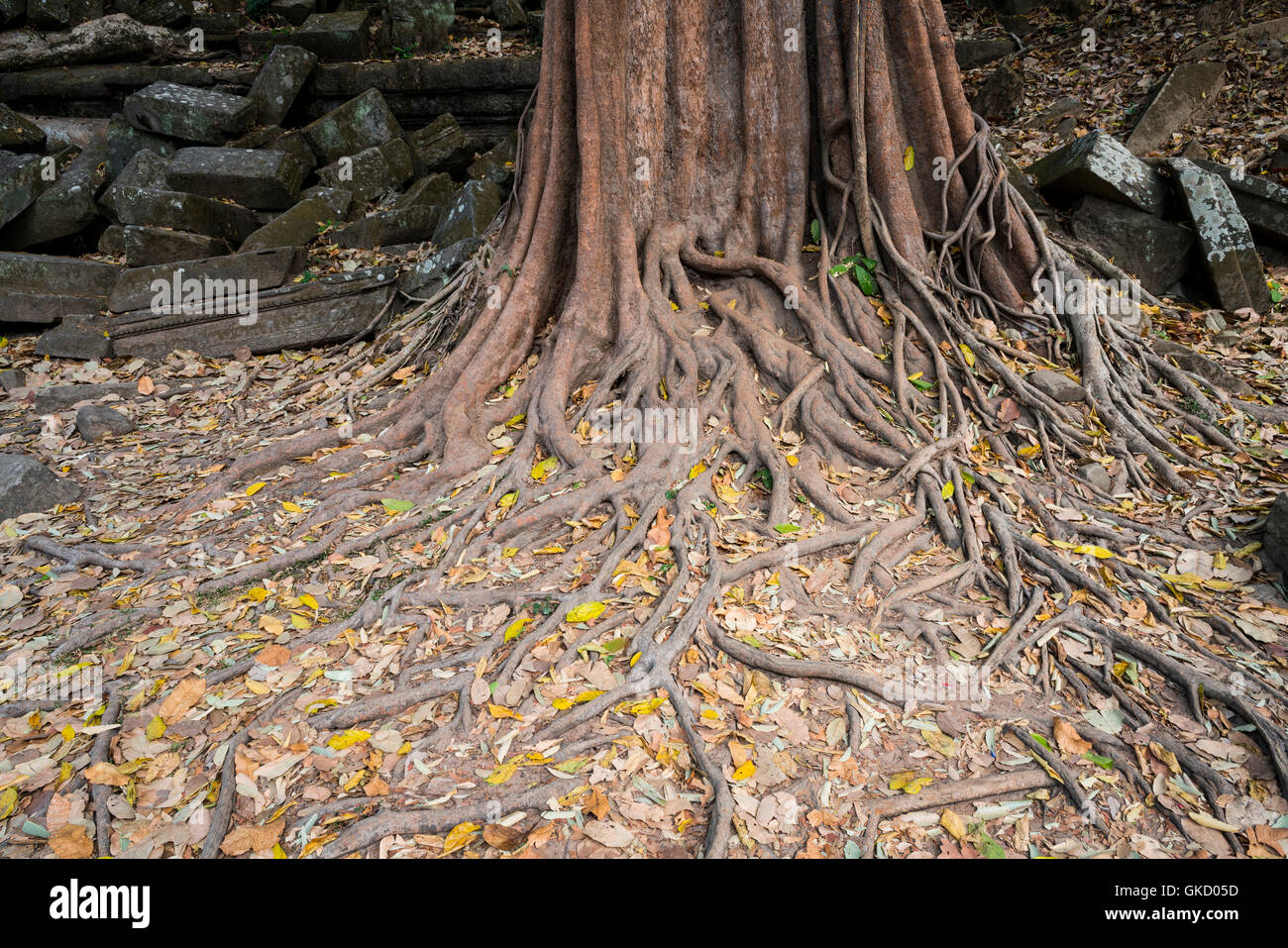 State secret temple architecture column, in Siem Reap, Cambodia Stock ...