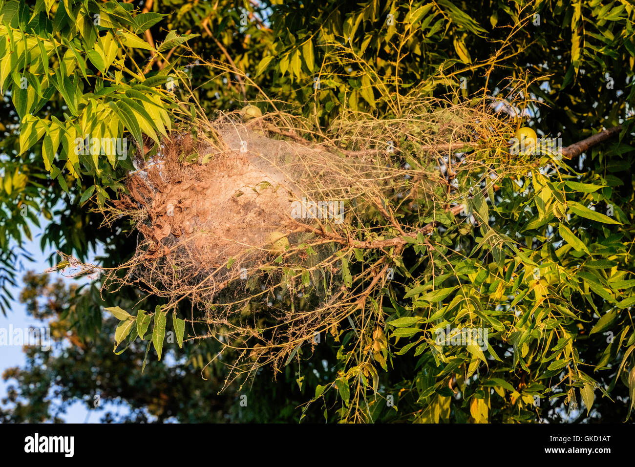 Naterial Web Like In Trees