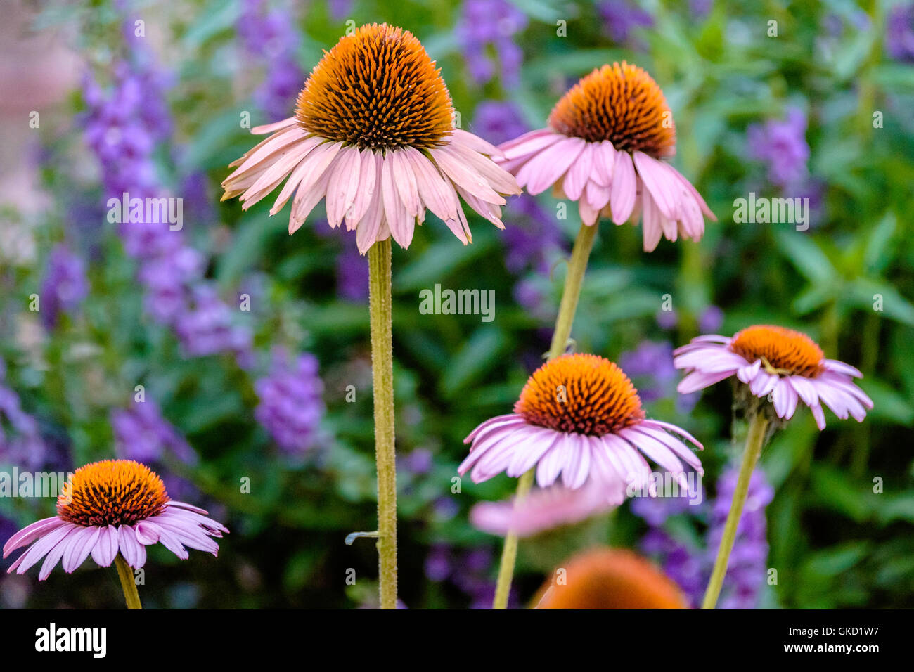 Echinacea coneflowers in garden hi-res stock photography and images - Alamy