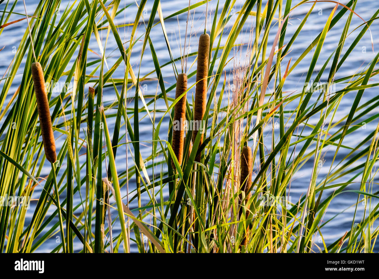 A closeup of broadleaf cattails,Typha latifolia, in evening light ...