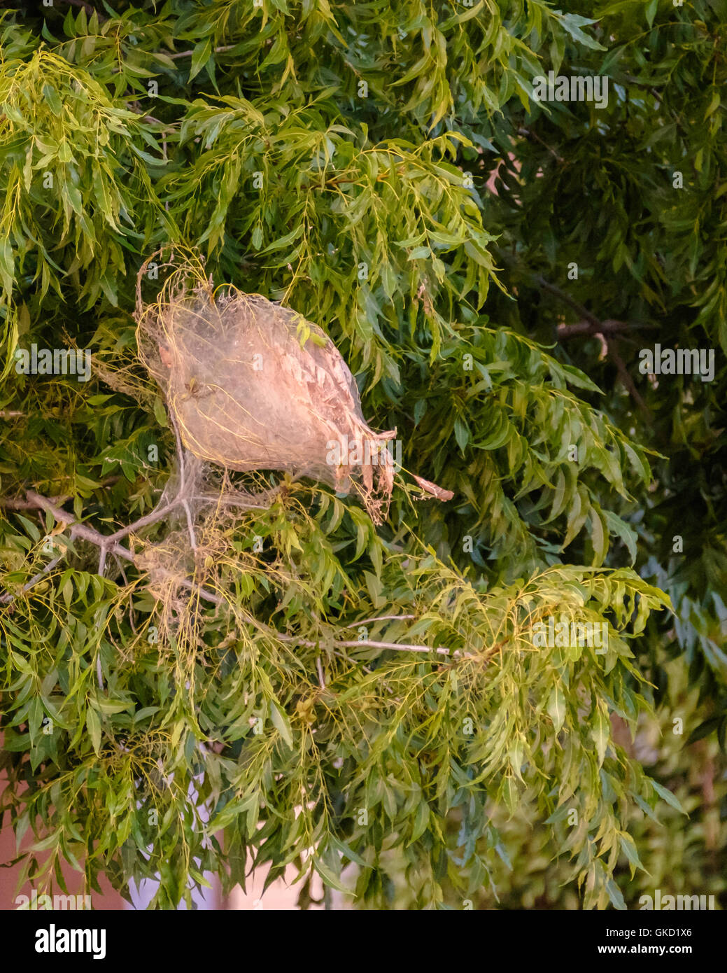 Naterial Web Like In Trees