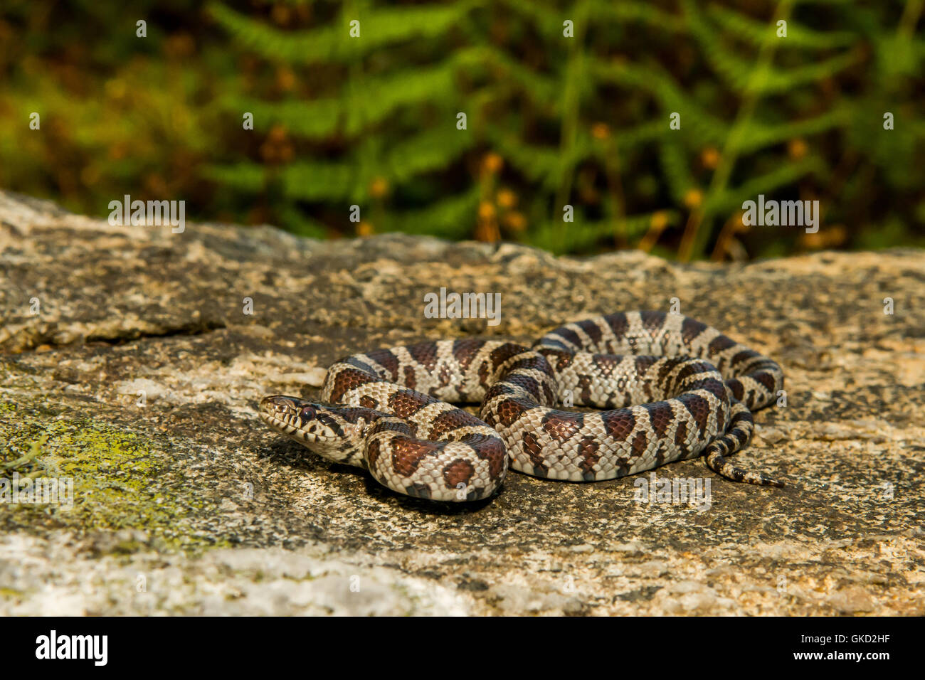 Young eastern milk snake lampropeltis hi-res stock photography and ...