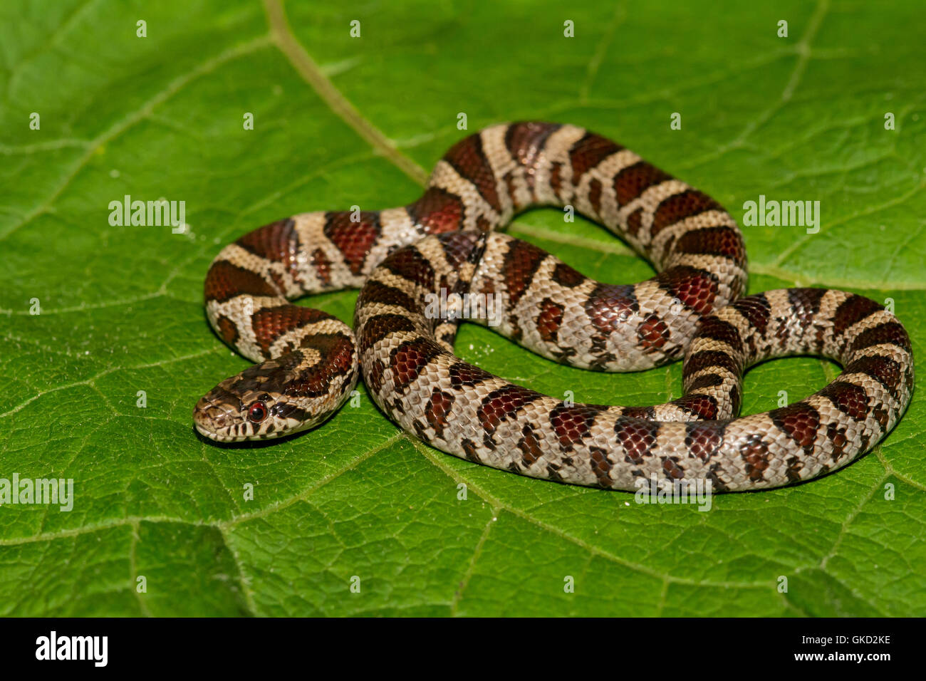 Scarlet milk snake hi-res stock photography and images - Alamy