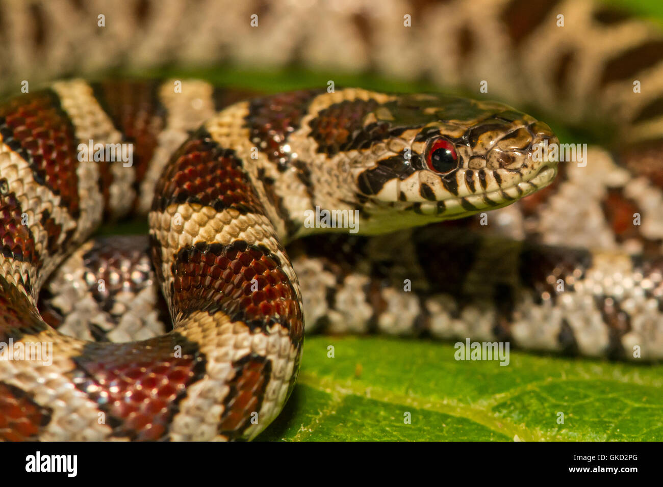 Eastern milk snake hi-res stock photography and images - Alamy