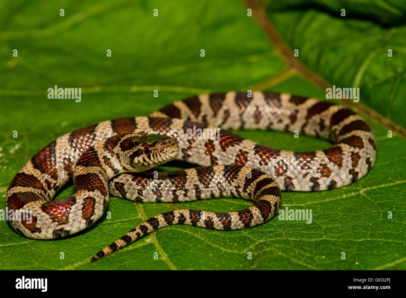 Young eastern milk snake lampropeltis hi-res stock photography and ...