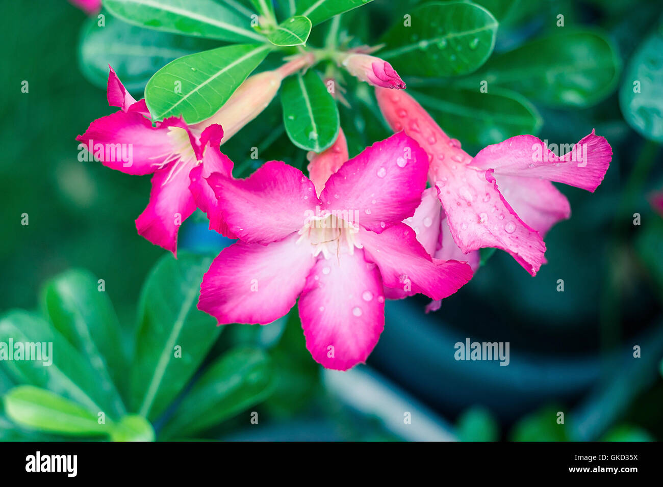 Desert azalea hi-res stock photography and images - Alamy