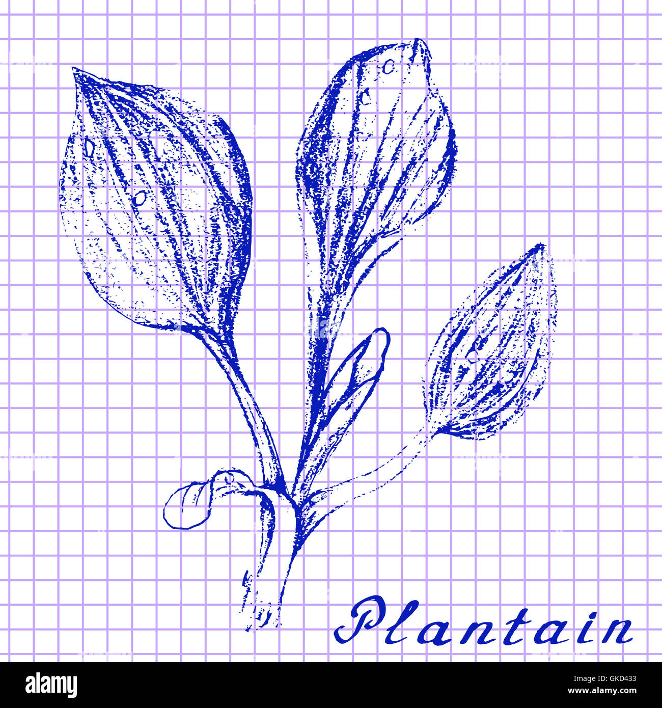 Plantain. Botanical drawing on exercise book background. Medical herbs ...